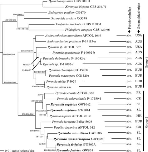 Phylogenetic Relationships Within Pyrenulaceae Based On A Maximum