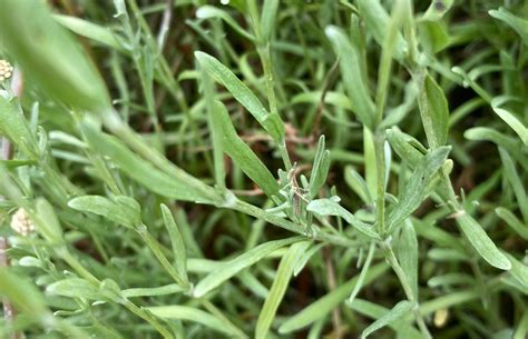 The Wingless Grasshopper That Could Cross Bass Strait But Not The