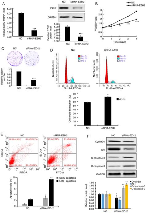 Downregulation Of Histone‑lysine N‑methyltransferase Ezh2 Inhibits Cell