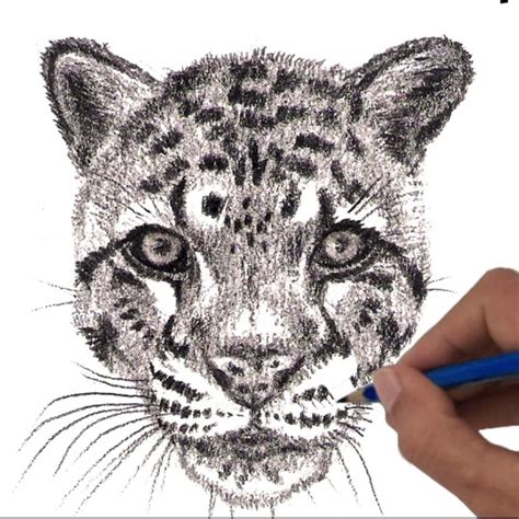 How To Draw A Clouded Leopards Head From Different Angles How To