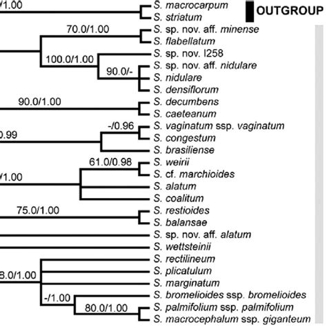 Strict Consensus Tree Based On The Estimated Maximum Likelihood Tree