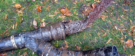Root Removal North Shore Root Infiltration Budget Drainage