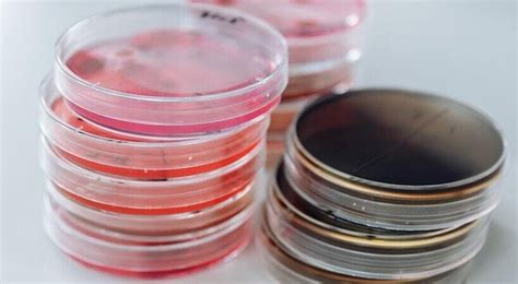 How Microbes Support A Sustainable Future
