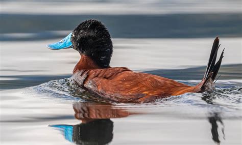 Pato Andino Ferruginea Ebird