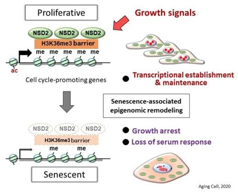 Nsd2 Shapes The Program Of Cell Senescence Image Science News