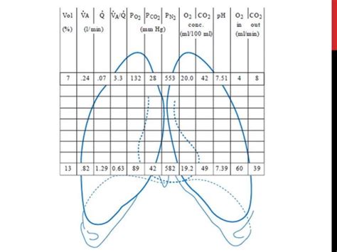 Ventilation Perfusion Relationships Pptx