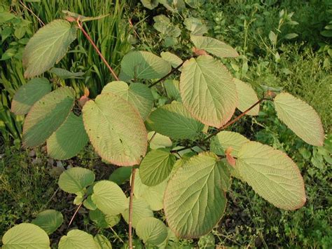 플가 분단나무 핑크 파라솔 Viburnum Furcatum Pink Parasol