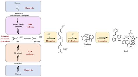 The Terpene Mini Path A New Promising Alternative For Terpenoids Bio