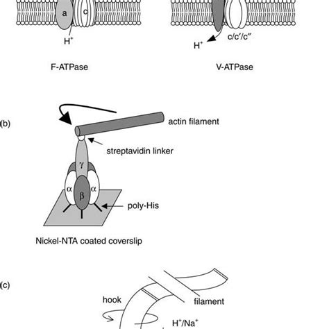 Actin As A Polymerization Motor A Actin Polymerization Download Scientific Diagram