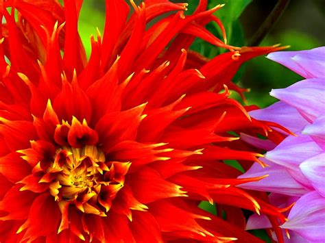 2000 Обої на робочий стіл Квіти Скачати Безкоштовно шпалери