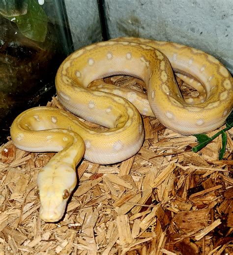 Renick Ghost Phantom Reticulated Python By Revered Retics Morphmarket