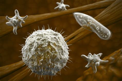 31 Facts About Protozoan