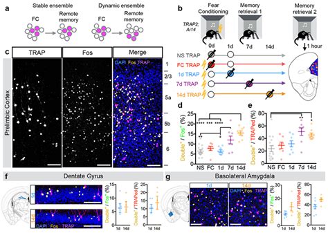 Temporal Evolution Of Cortical Ensembles Promoting Remote Memory Retrieval Pmc
