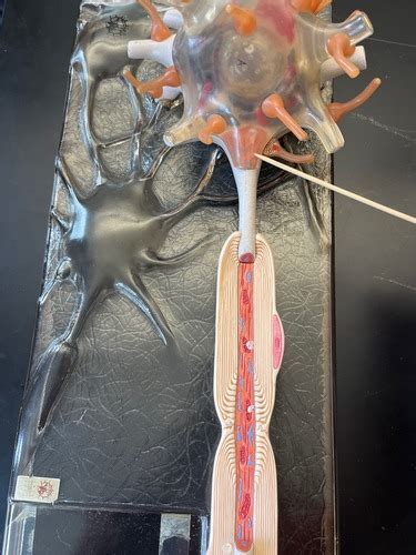 Anatomy And Physiology Lab 8 Nervous System Flashcards Quizlet