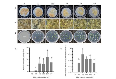 Effect Of Peg Concentration In The Maturation Medium On The Maturation