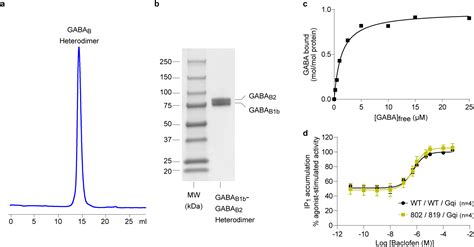 Structure Of Human Gabab Receptor In An Inactive State Pmc