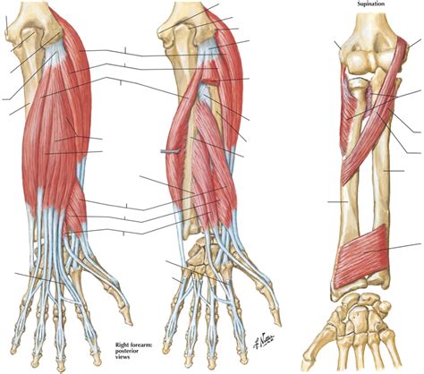 Forarm Muscles Extensors Diagram Quizlet