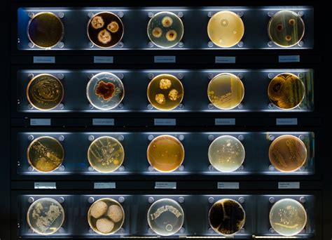 Microbiological Research Bruker