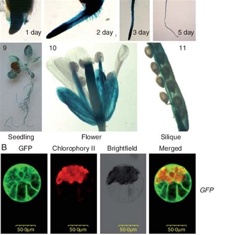 Expression Pattern Analysis Of Clpc1 And Subcellular Localization Of Download Scientific
