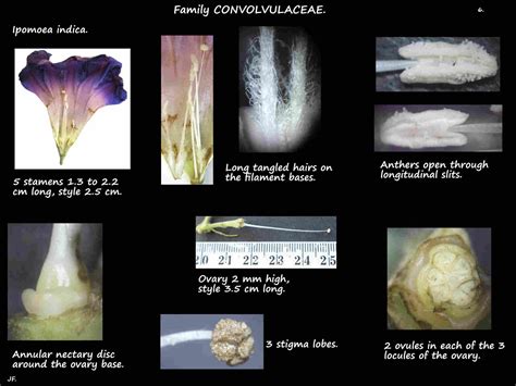 Ipomoea Indica Botany Brisbane