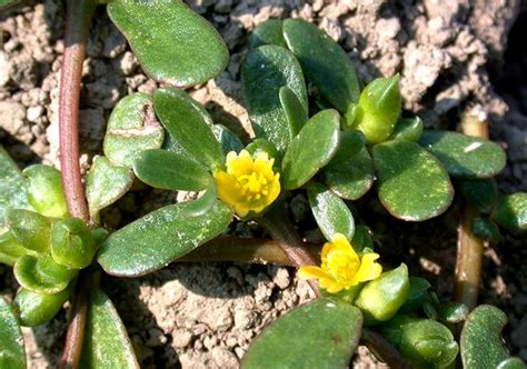 Common Purslane Cals
