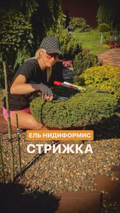 Стрижка ели Нидиформис Лучшие садовые ножницы Дикий сад Озеленение забора Озеленение