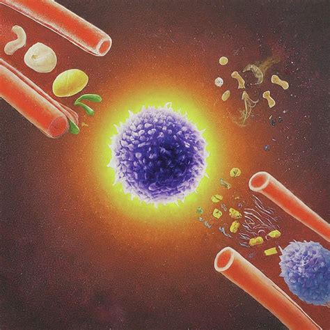 Memory T Cells Key Roles In Immune Response And Immunotherapy Just Science