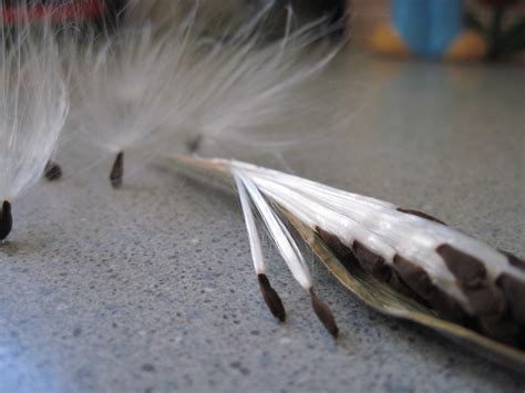 Tweedia Seed Pods And Seeds Audrey Driscoll S Blog