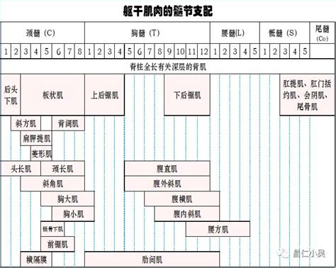 神经解剖学习笔记：脊髓和及神经解剖 体节