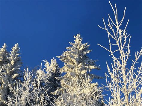 В лесу родилась ёлочка Сергей Фендриков Flickr