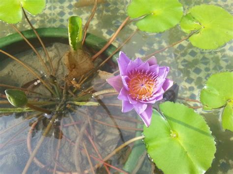 The Open Images Dataset V4 Unified Image Classification Object Detection And Visual