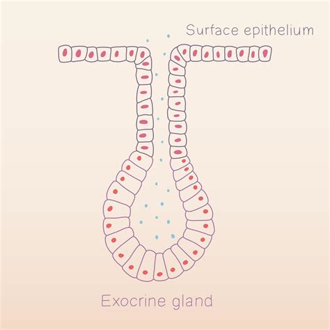 Exocrine Gland Formation From Surface Epithelium Of Human Physiology