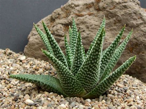 Tulista Opalina World Of Succulents