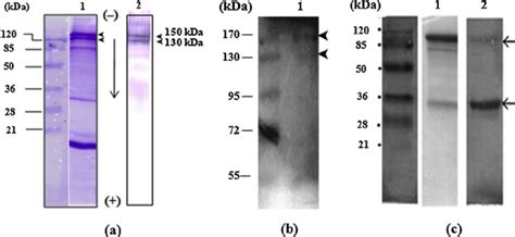 Biochemical And Immunological Characterization Of Monomeric Vtg Download Scientific Diagram
