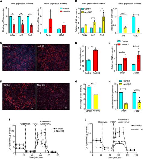 Identification Of An Adipose Tissue Resident Pro Preadipocyte