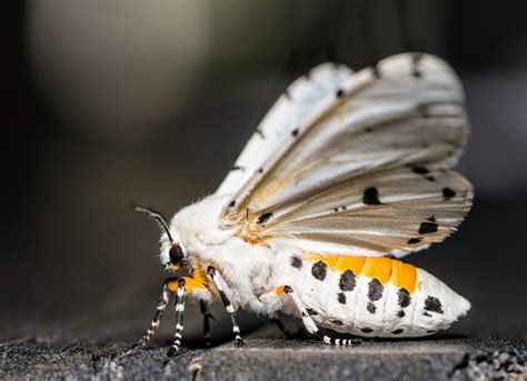 White Ermine Moth