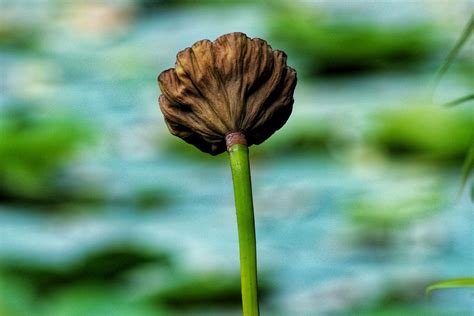 이집트 연꽃 씨앗 꼬투리 수생 Pixabay의 무료 사진