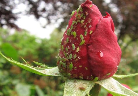 Як позбутися попелиці на трояндах ефективні способи Читайте на Ukr Net