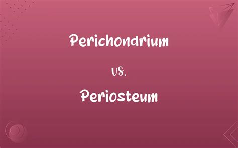 Perichondrium Vs Periosteum Know The Difference