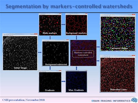 Mouse Brain Neurons Segmentation And Counting Brain Imaging Informatics