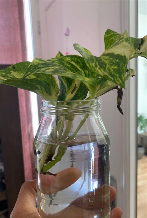 Scindapsus Propagation The Ends Of The Plant Are Rotting Probably Dying Help Rpropagation