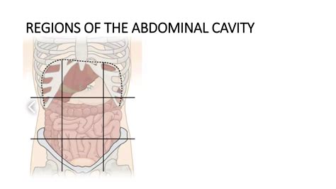 Abdomen 01 Copy Pptx