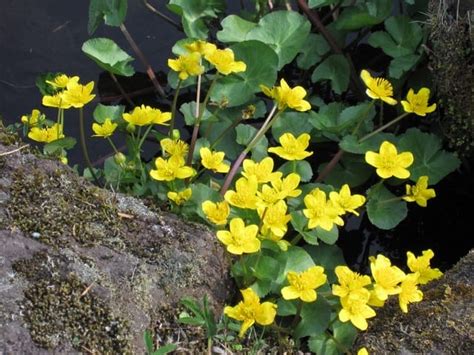 リュウキンカとヒメリュウキンカの違いは似た花や花言葉についてもKonoha Boy植物を育てると365日が楽しくなるブログ