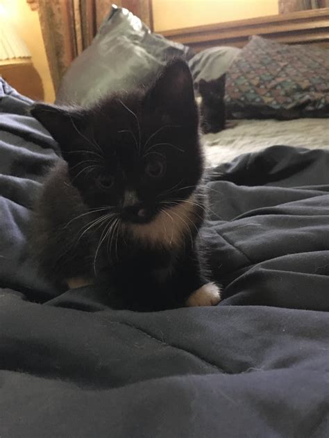 Im At My Wits End Need Help Story In Comments Rcats