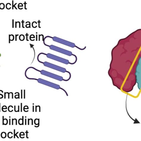 Representation Of A Protein With Binding Pocketscavities And Proteins