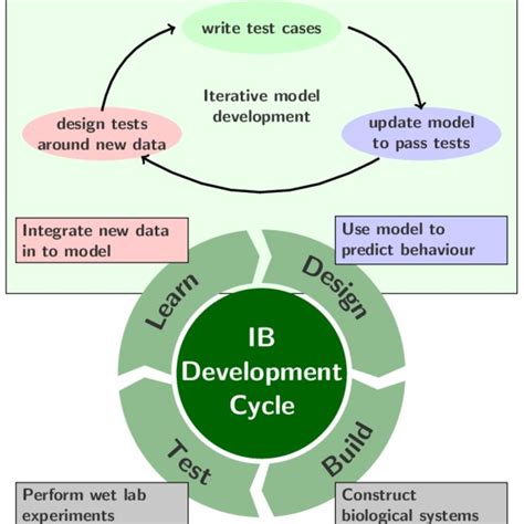 Iterative Cycle For Systems And Synthetic Biology Development Download Scientific Diagram