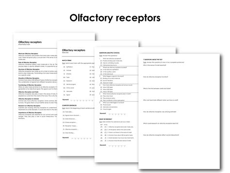 Olfactory Receptors Made By Teachers