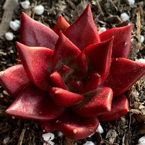 Echeveria Agavoides Romeo Rubin Cuidados Y Reproducción 🌱