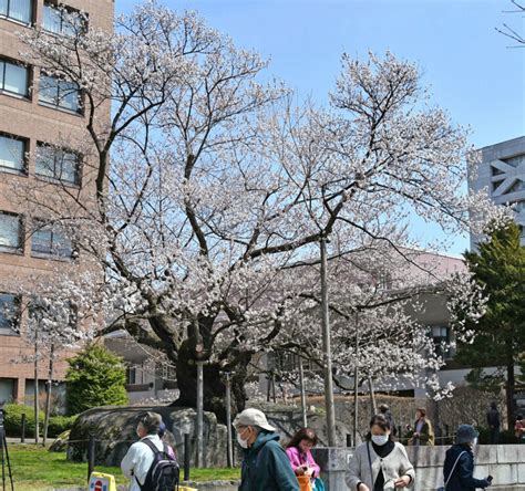 石割桜もうすぐ見頃です 盛岡地裁前の国指定天然記念物なびたび北東北