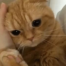 玫斯科普丨猫咪得了黄疸怎么办 知乎